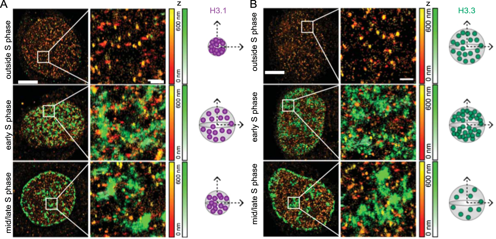 Understanding DNA organization, damage, and repair with super ...