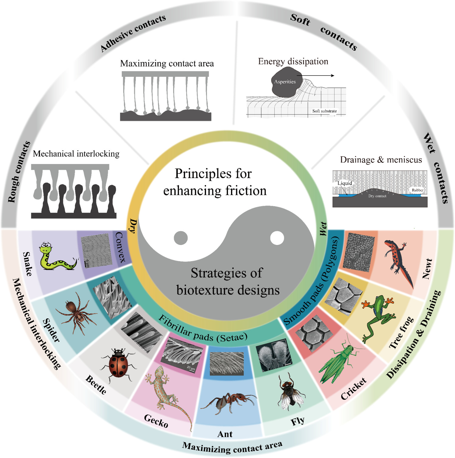 Bio- and bioinspired textures for enhancing friction forces - IOPscience