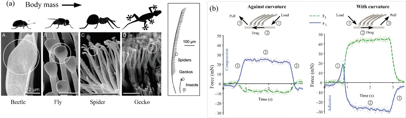 Bio- and bioinspired textures for enhancing friction forces - IOPscience