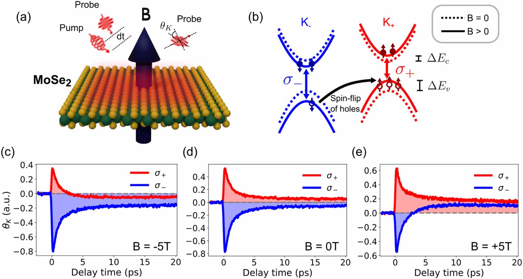 Magnetic field control of light-induced spin accumulation in monolayer ...