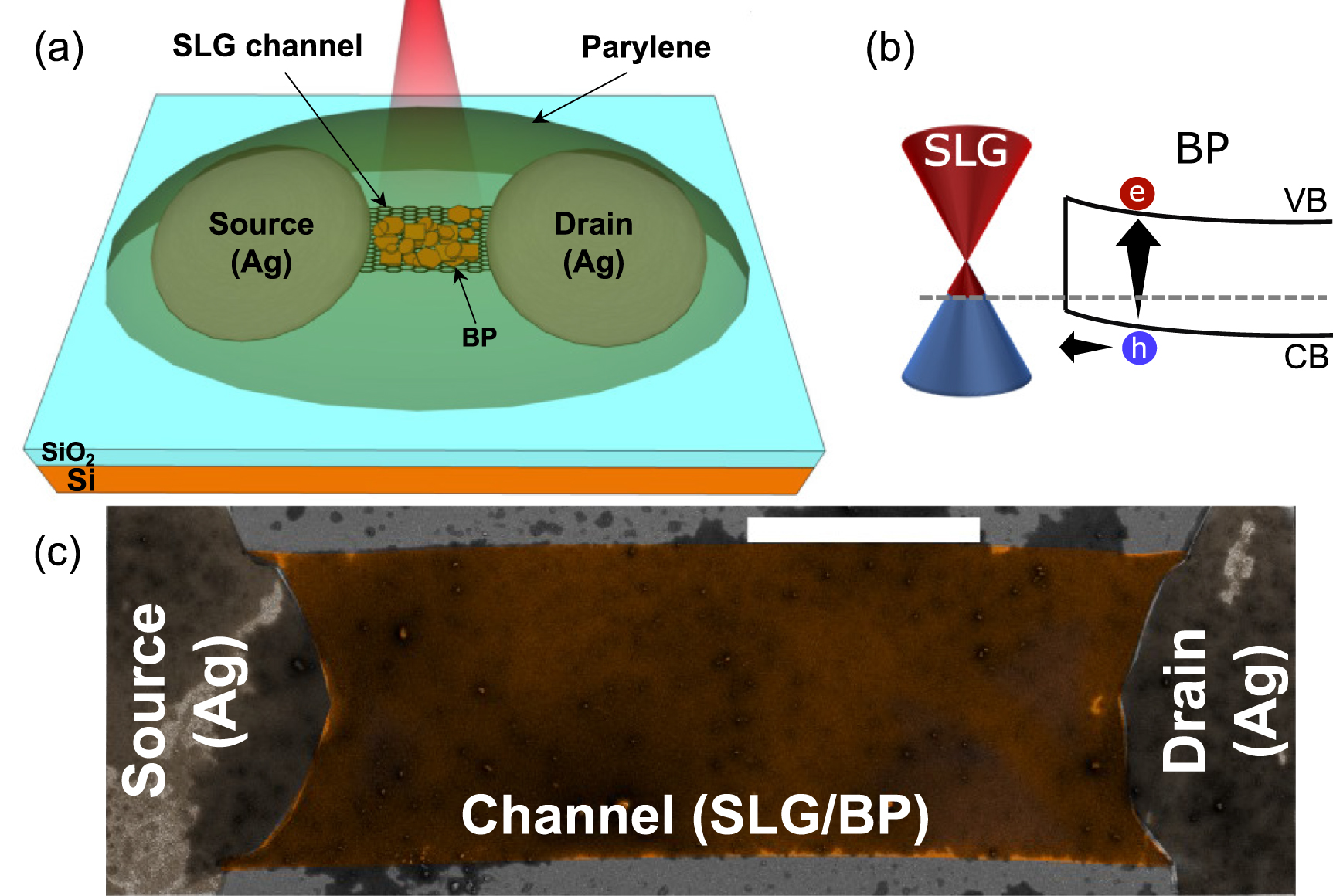 Graphene-black phosphorus printed photodetectors - IOPscience