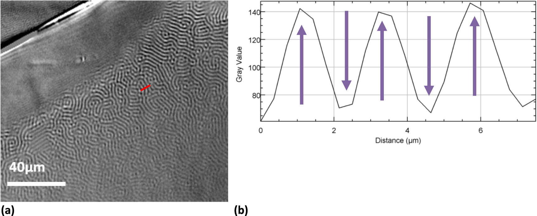 Magnetic field assisted stabilization of circular double wall domain ...