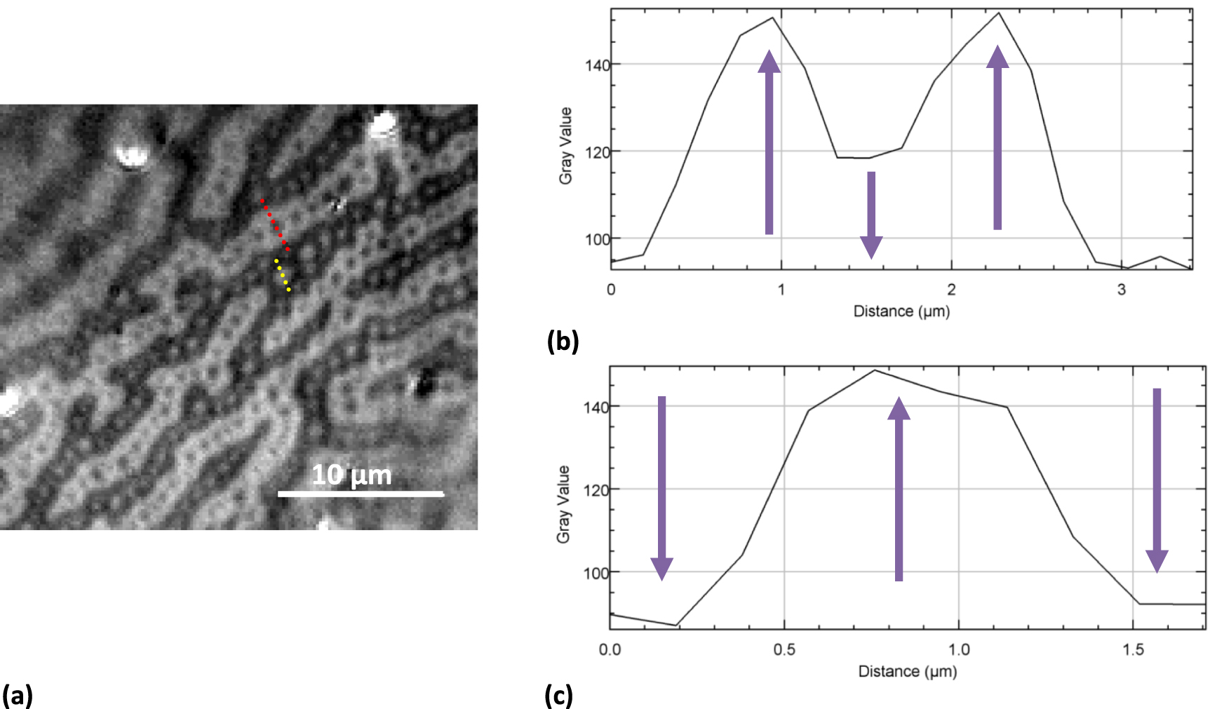 Magnetic field assisted stabilization of circular double wall domain ...