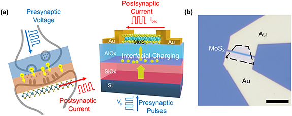 Power efficient MoS2 synaptic devices based on Maxwell–Wagner ...