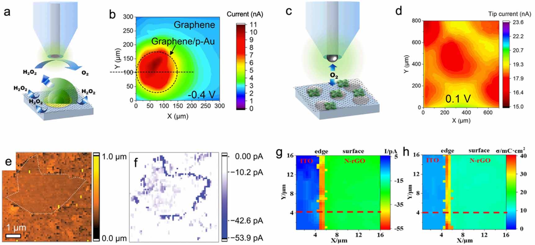 Scanning electrochemical probe microscopy investigation of two ...