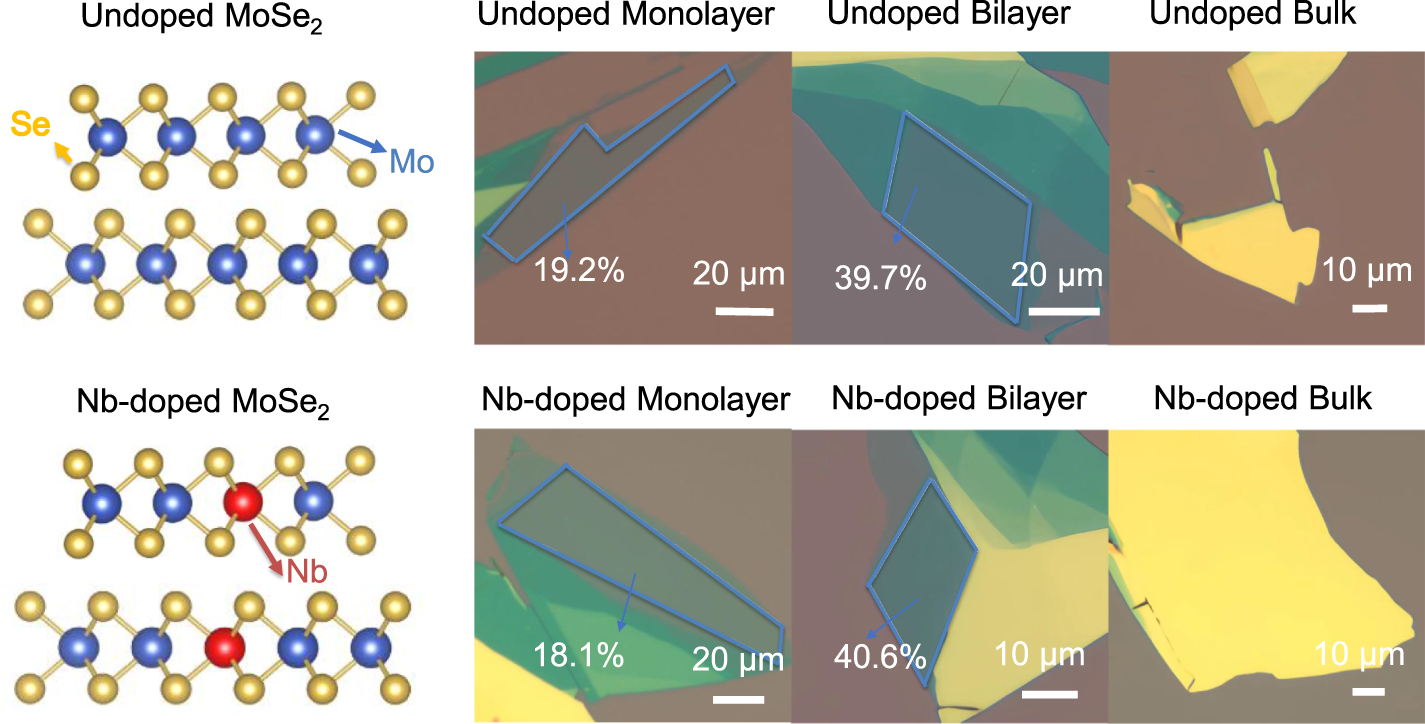 Effect of niobium doping on excitonic dynamics in MoSe2 - IOPscience