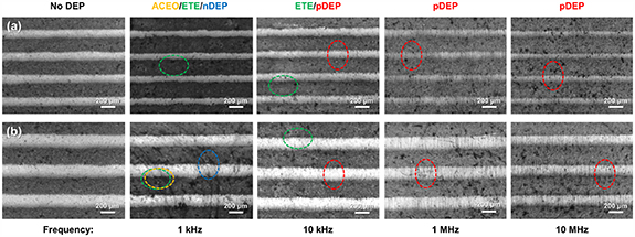 Dielectrophoretic direct assembling of Mxene flakes at the level of ...