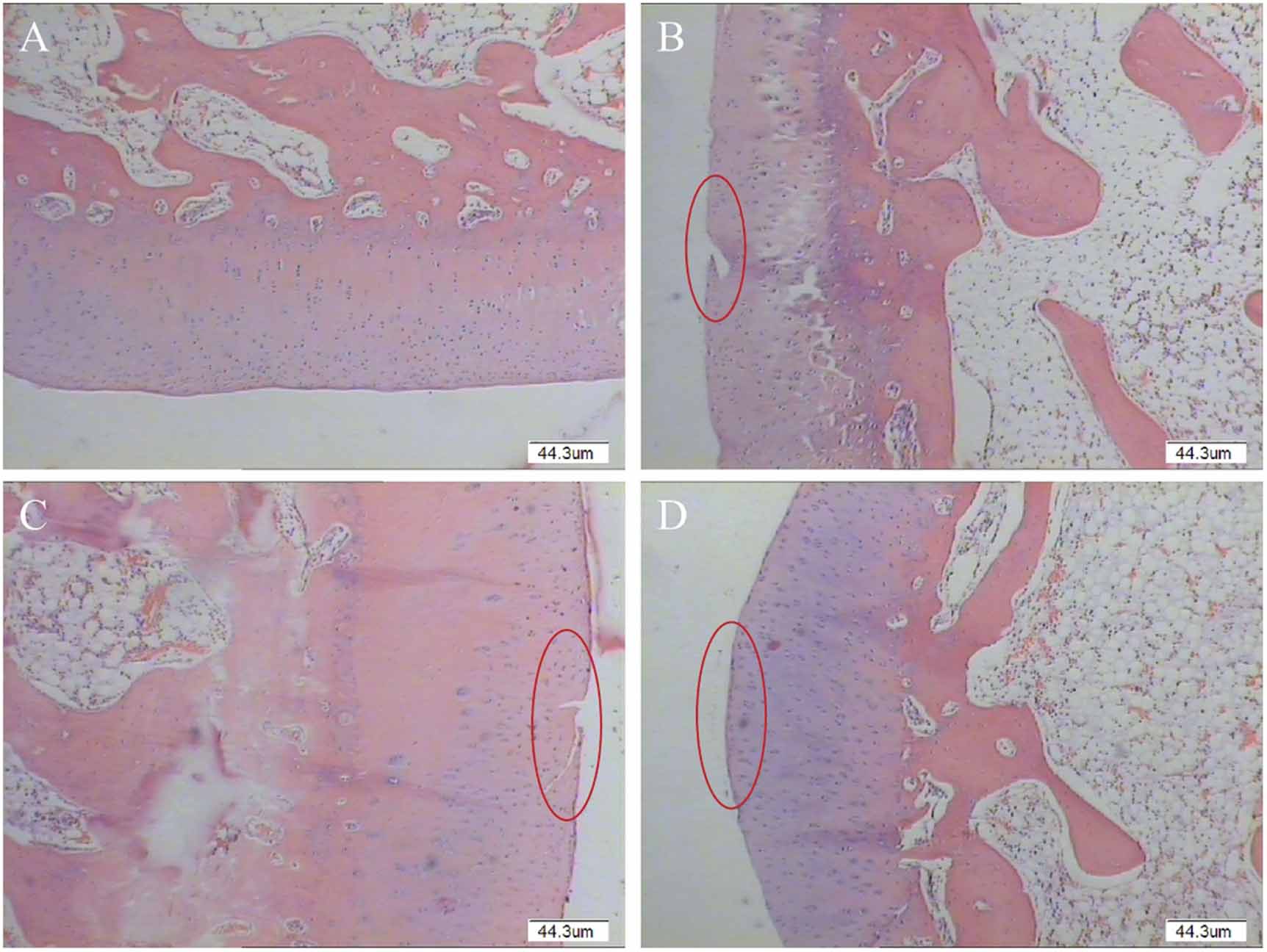 2D materials: advances in regenerative medicine and human health ...