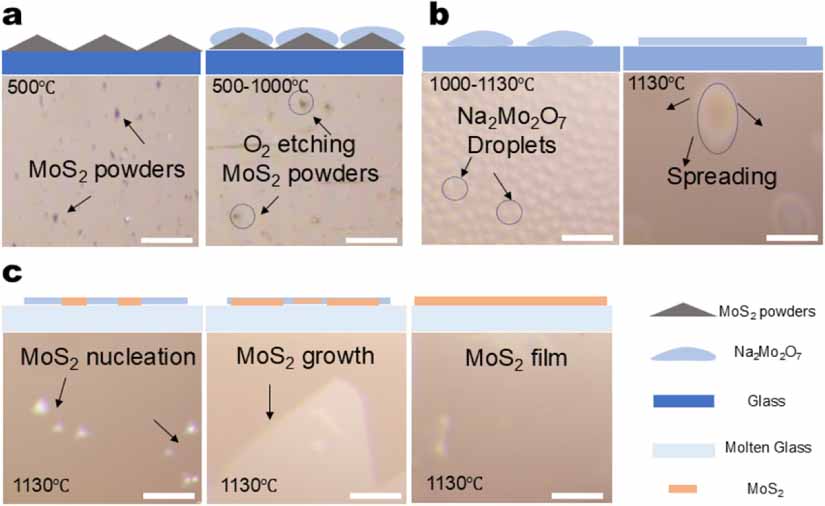 All-on-surface two-dimensional confined growth of wafer-scale MoS2 ...