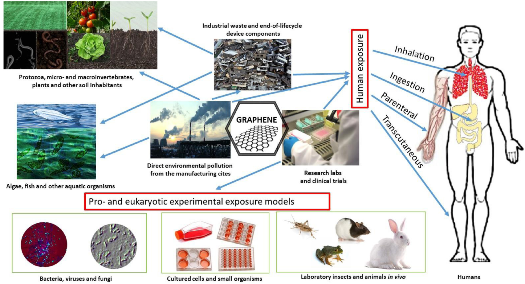 Graphene toxicity as a double-edged sword of risks and exploitable ...