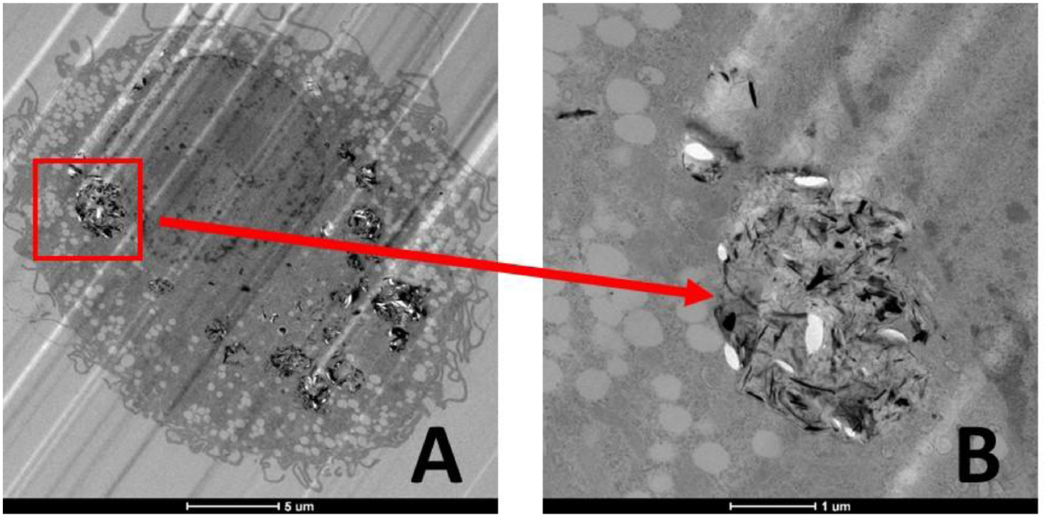 Graphene toxicity as a double-edged sword of risks and exploitable ...