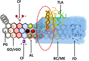 Graphene toxicity as a double-edged sword of risks and exploitable ...
