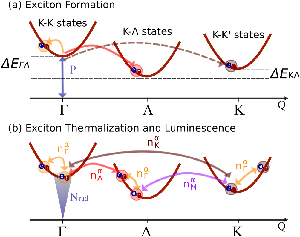 Dark and bright exciton formation, thermalization, and ...
