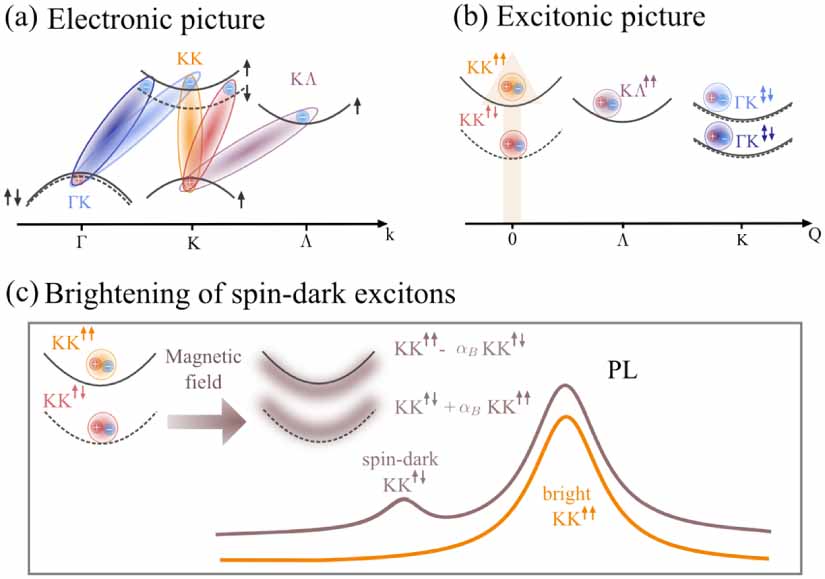 Brightening of spin- and momentum-dark excitons in transition metal ...