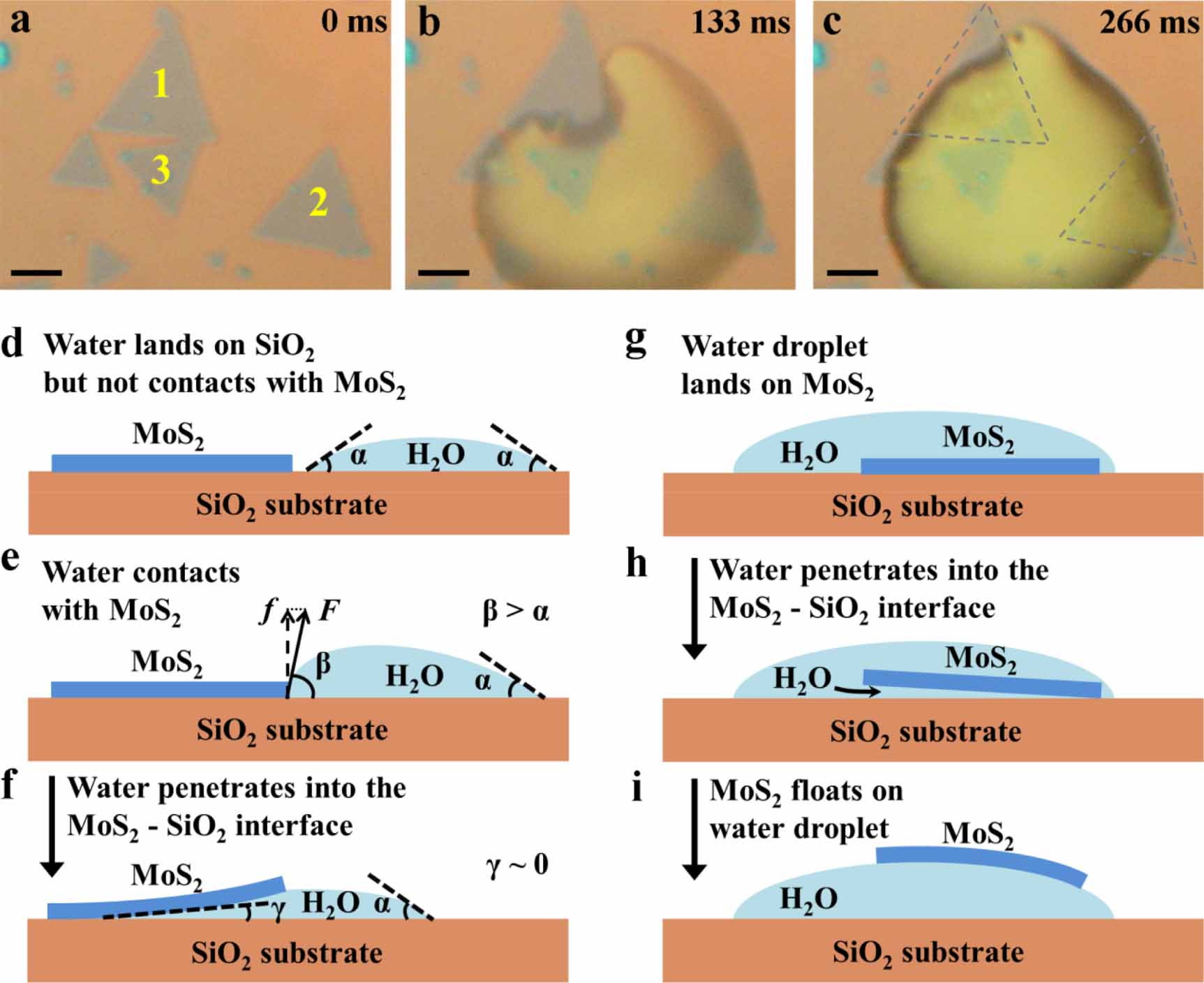 Nanoscale water film at a super-wetting interface supports 2D material ...