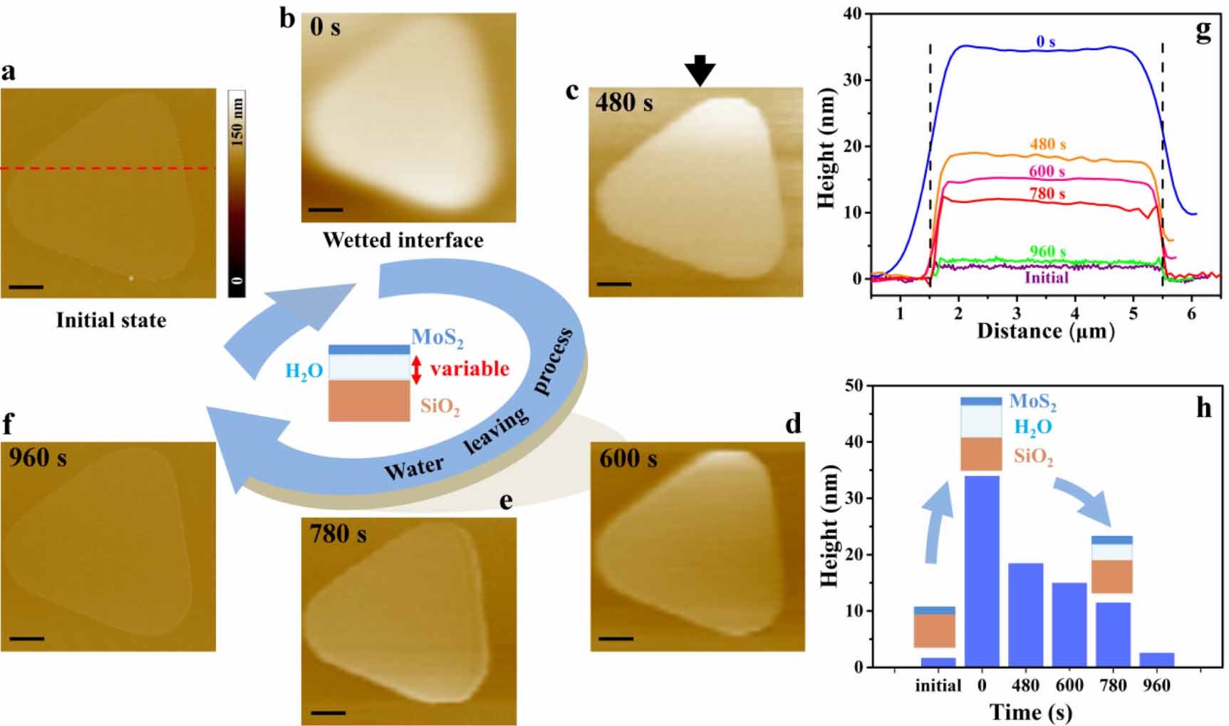 Nanoscale water film at a super-wetting interface supports 2D material ...