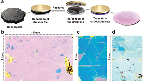 Advanced tape-exfoliated method for preparing large-area 2D monolayers ...