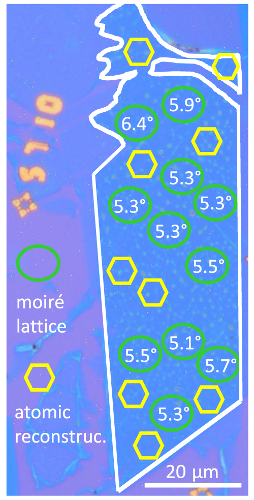 Moiré phonons in twisted MoSe2–WSe2 heterobilayers and their ...