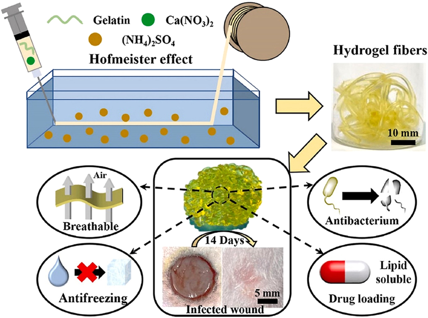 Functional hydrogel dressings for wound management: a comprehensive ...