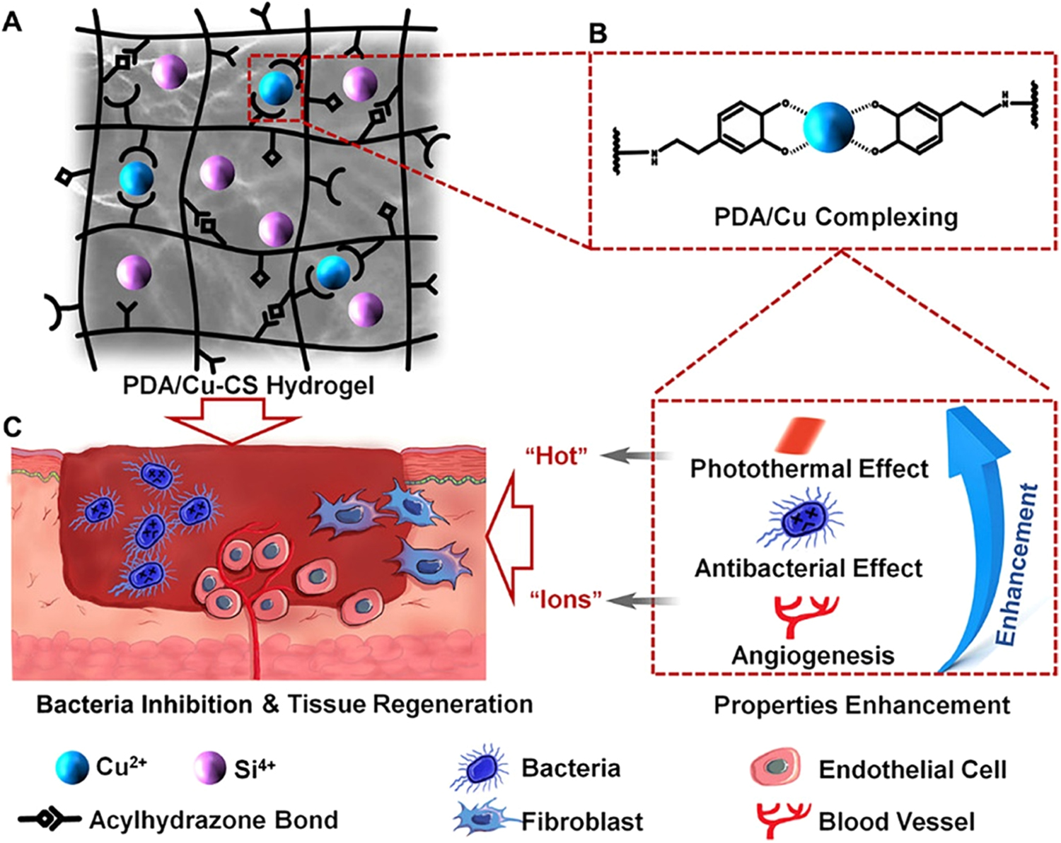 Functional hydrogel dressings for wound management: a comprehensive ...