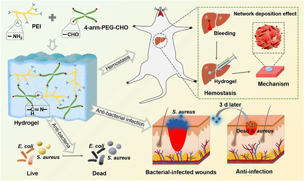Functional hydrogel dressings for wound management: a comprehensive ...