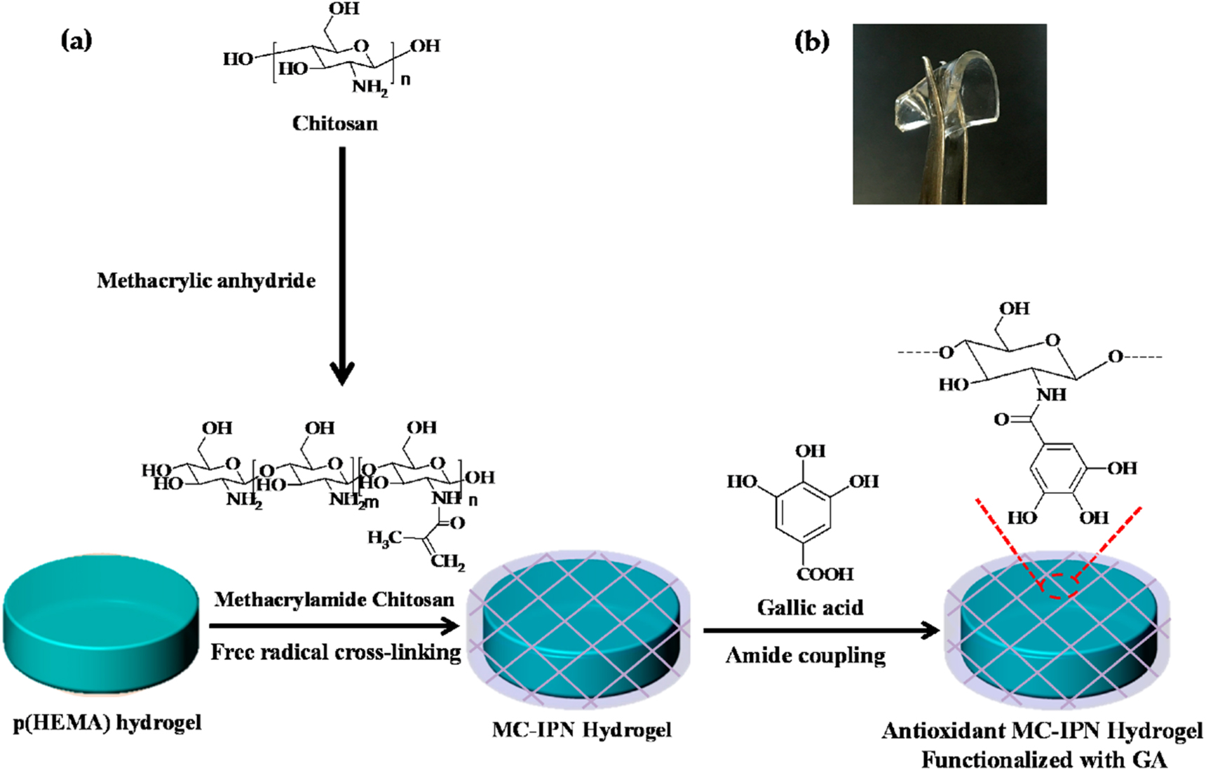 Functional hydrogel dressings for wound management: a comprehensive ...