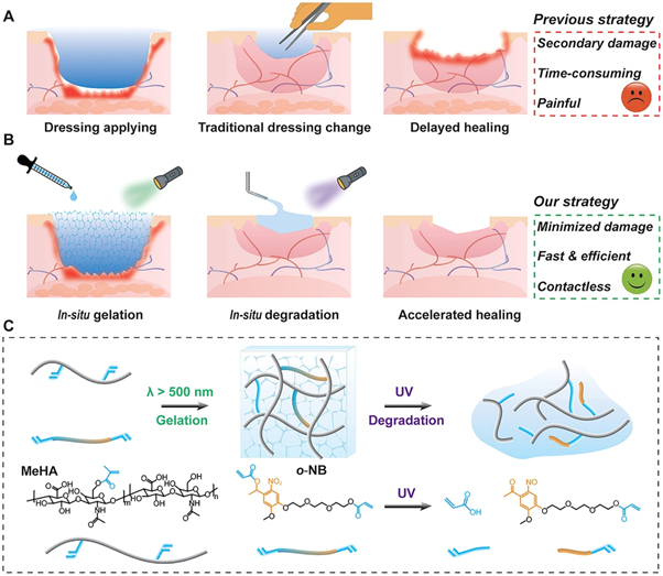 Functional hydrogel dressings for wound management: a comprehensive ...