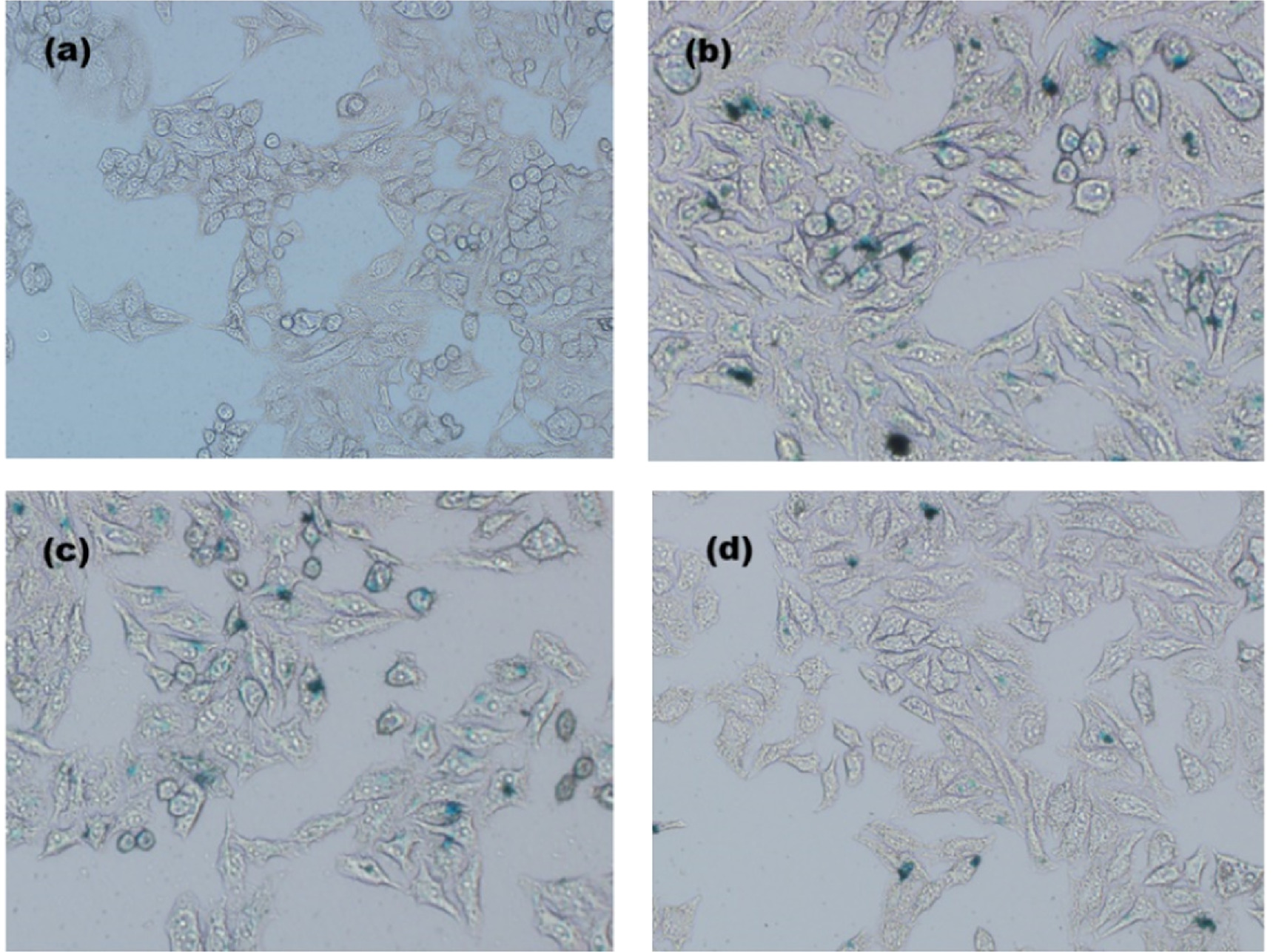 Folic acid-decorated vitamin E Poly(ethylene glycol) monoplatinum ester ...