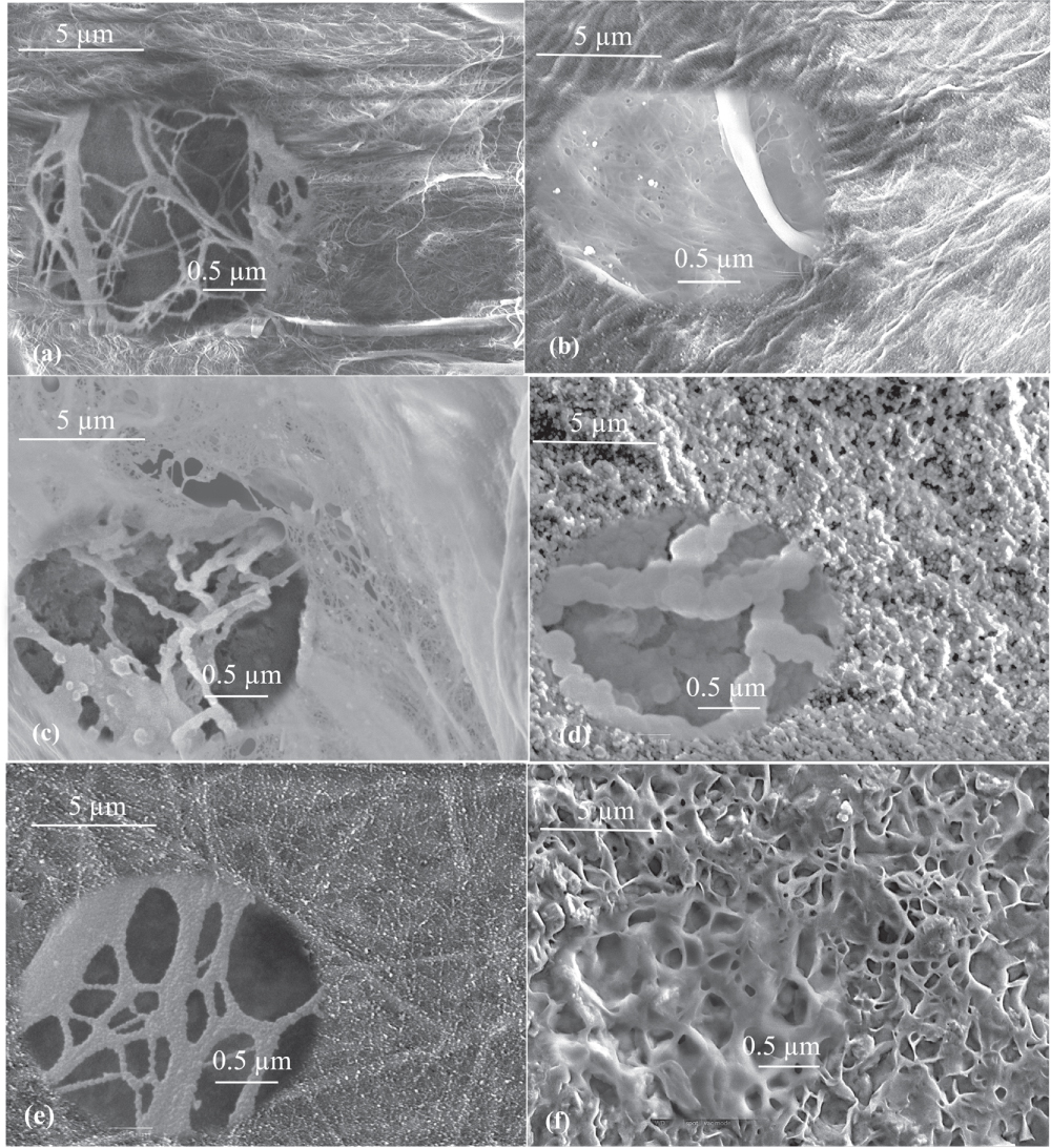 Flexible fibrous structure of bacterial cellulose by synergic role ...