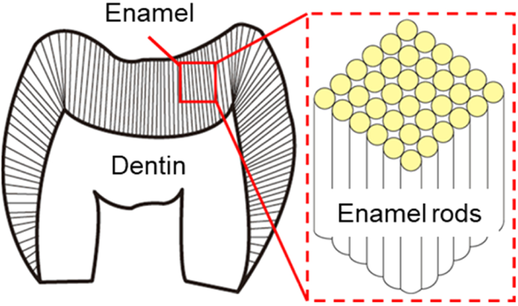 Enamel cutting mechanism and performance of different dental burs: an ...