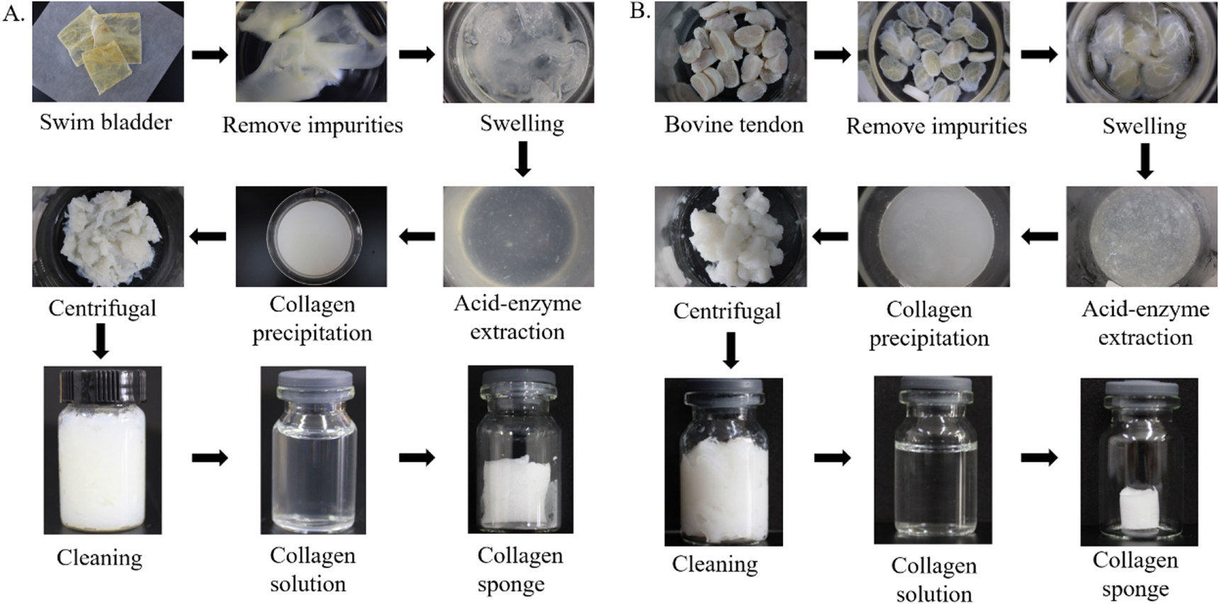 Comparison of collagens extracted from swim bladder and bovine Achilles ...