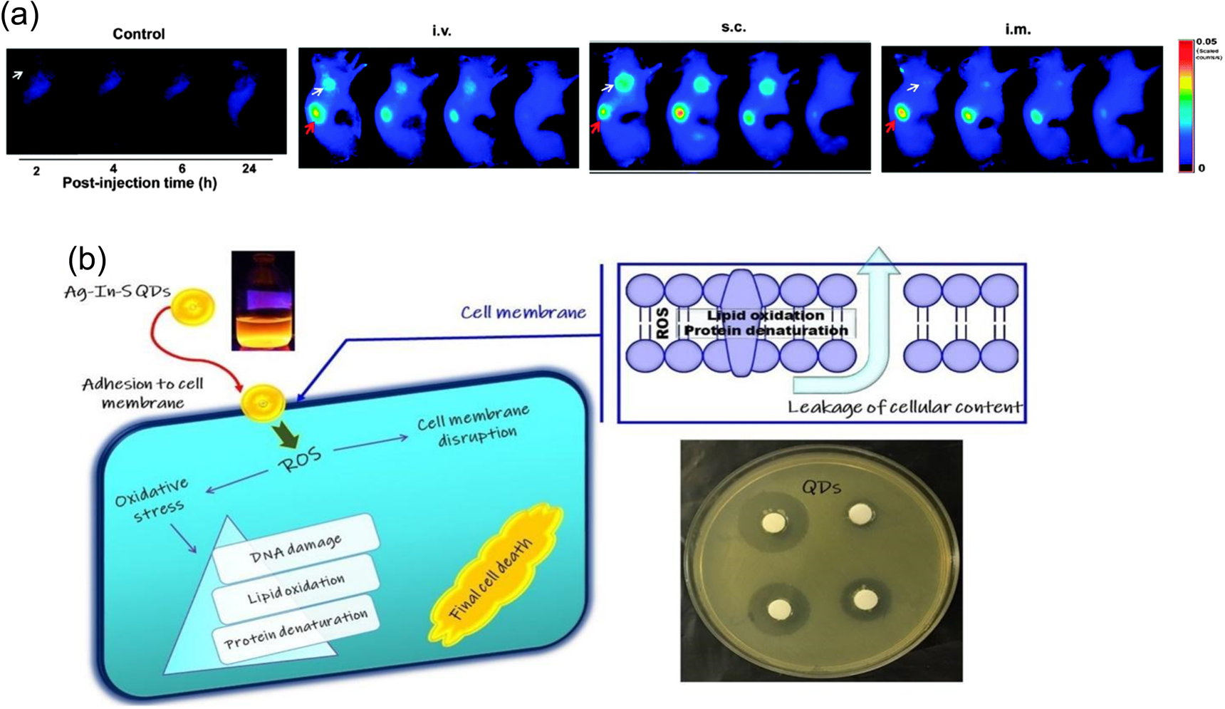 Quantum dots: an overview of synthesis, properties, and applications - IOPscience