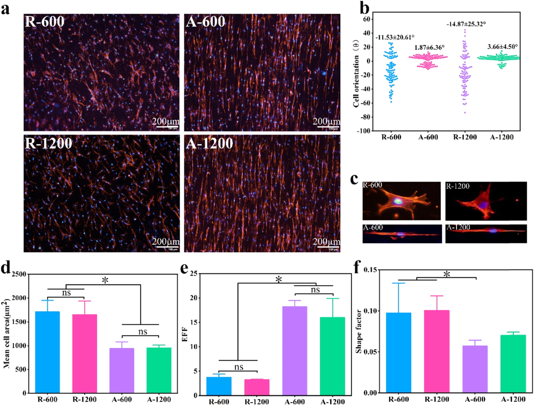 Effects of electrospun membrane surface morphology on cellular ...