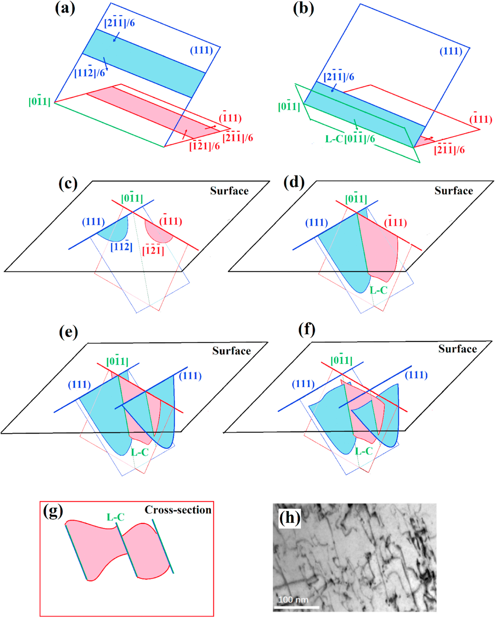 Gradient self-organized dislocation in expanded austenite layer during ...