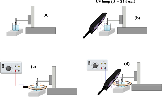 Combined Effects of Ultraviolet Irradiation and Magnetic Field on the ...