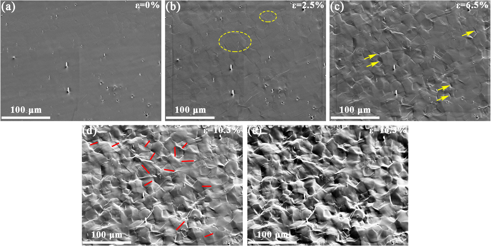 In-situ SEM and EBSD investigation of the deformation behavior of ...