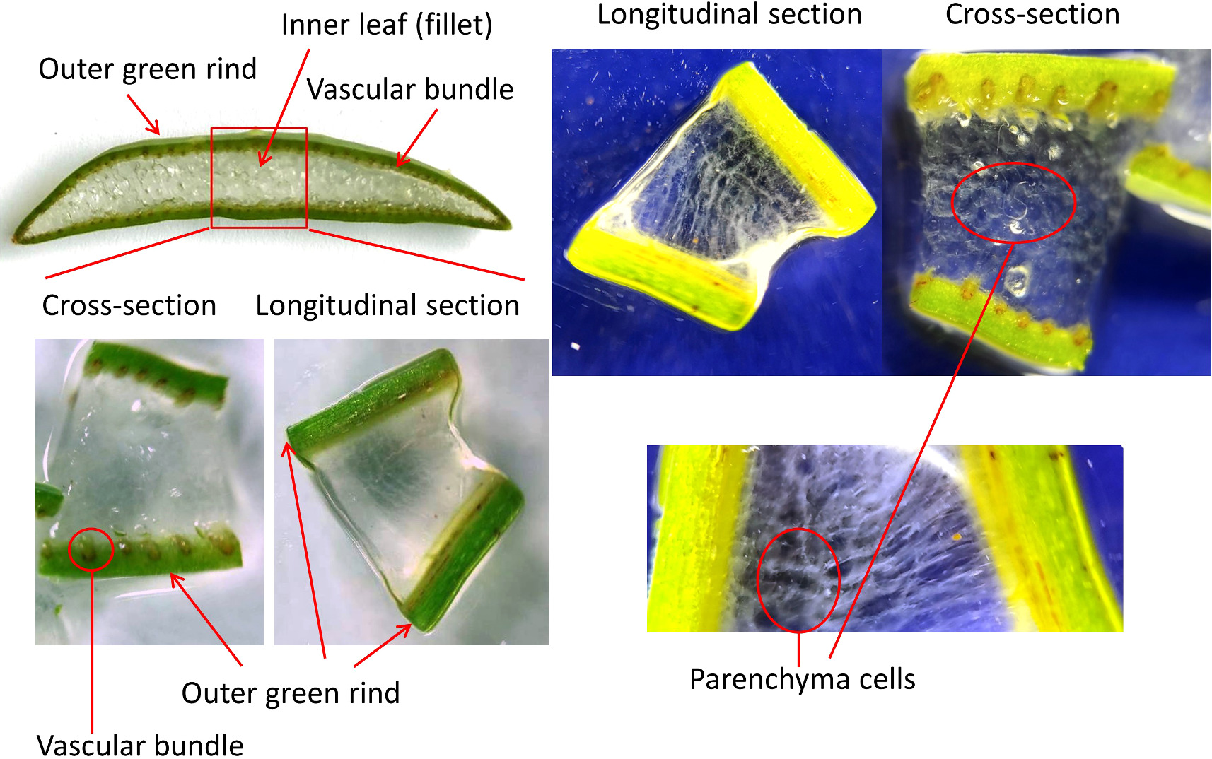 Exploration of the charge transport mechanism, complex impedance ...