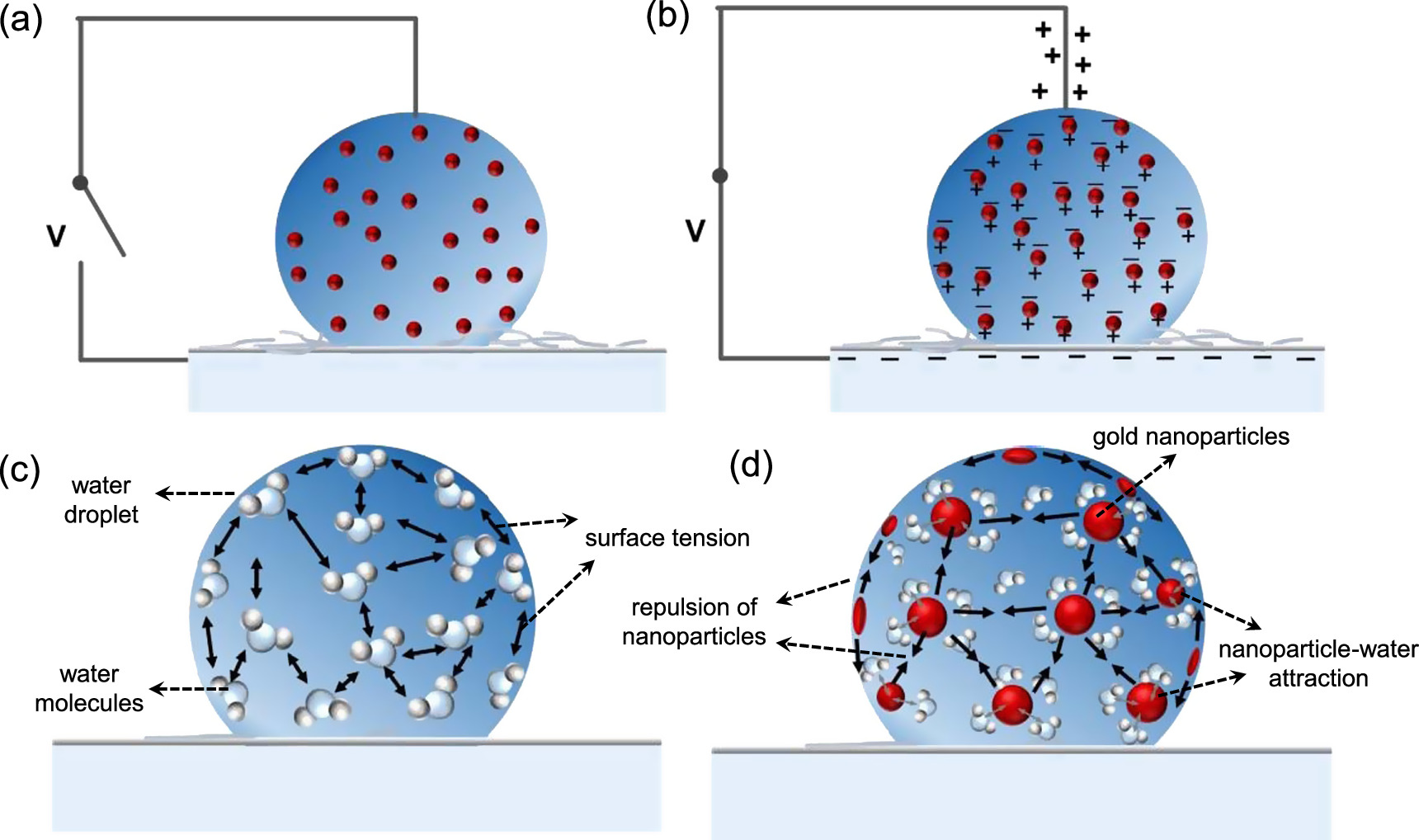 Electrowetting-on-dielectric behavior of aqueous droplets and gold ...
