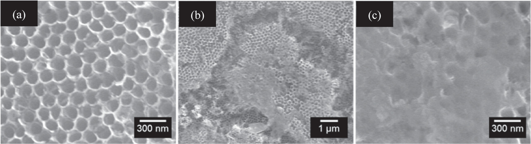 Electronic structure control of IrO2 via conjugated polymer support for ...
