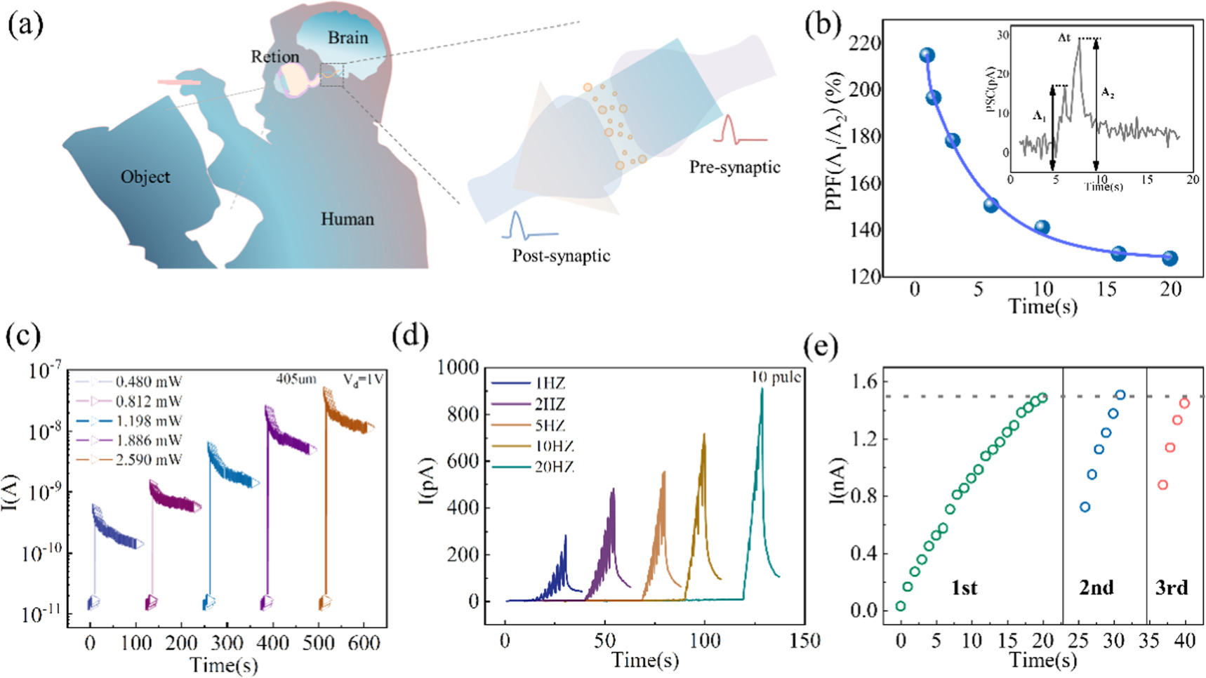 Photoelectric synapses based on all-two-dimensional ferroelectric ...