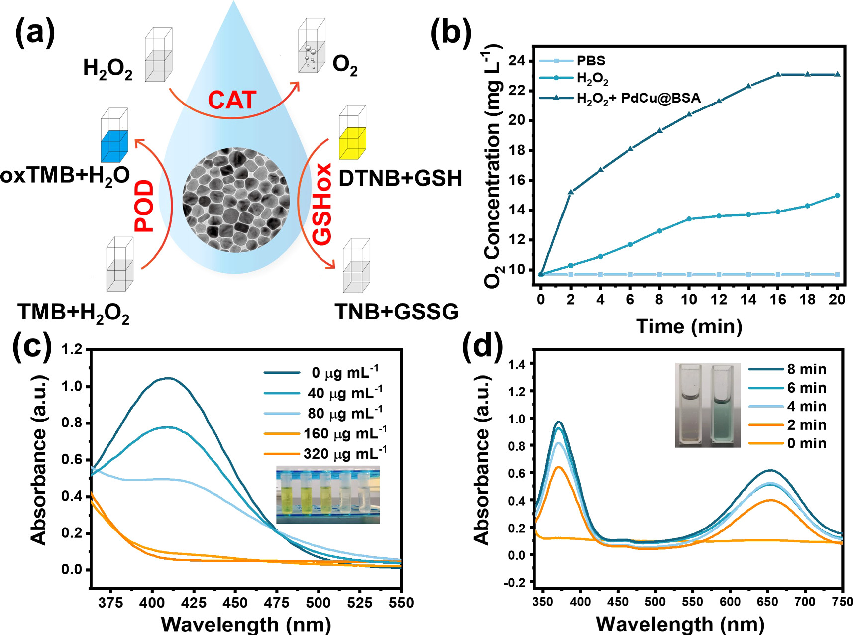 PdCu nanoparticles with multienzymatic activity to treat tumors through ...