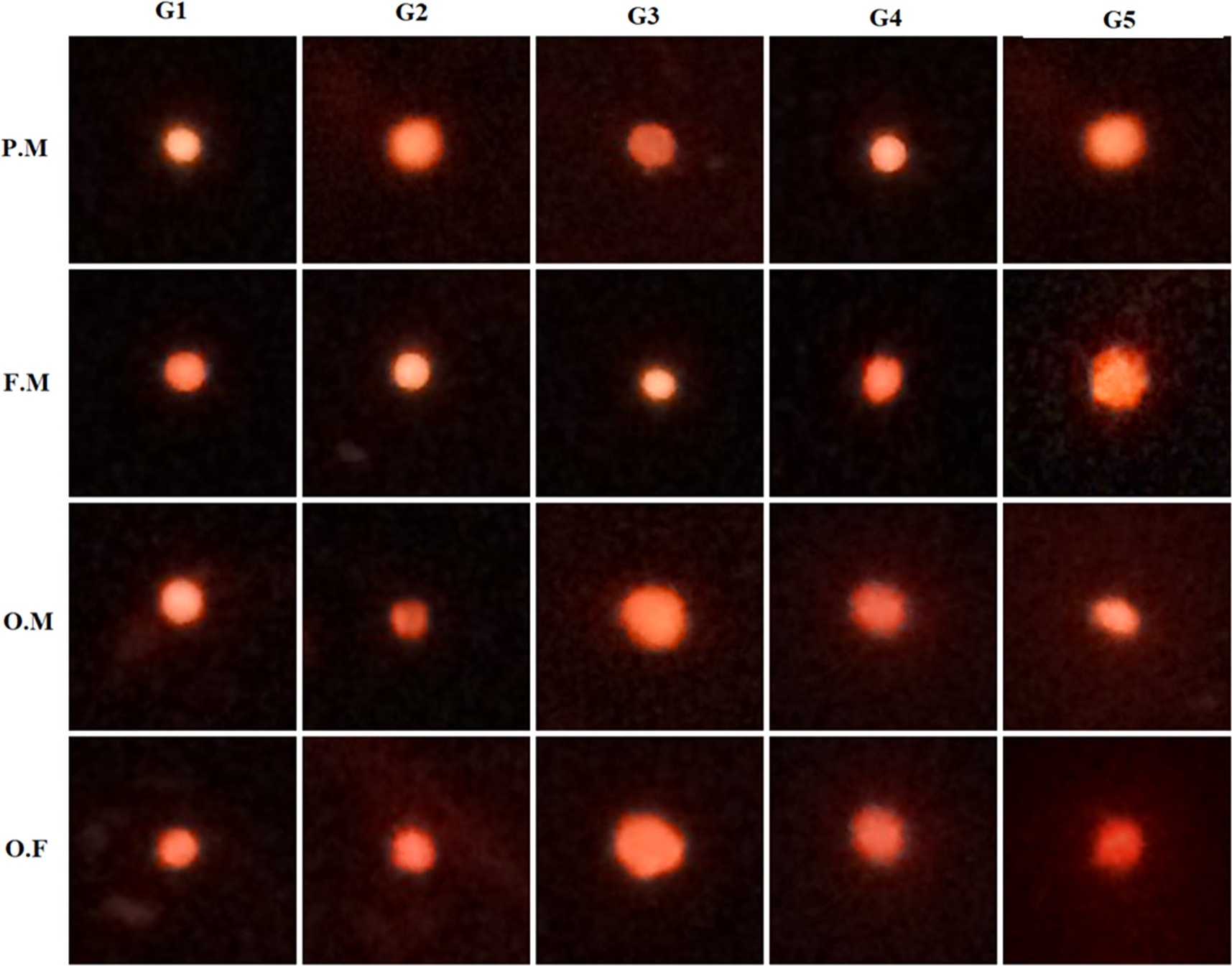Green and chemical synthesis of CuO nanoparticles: comparative ...