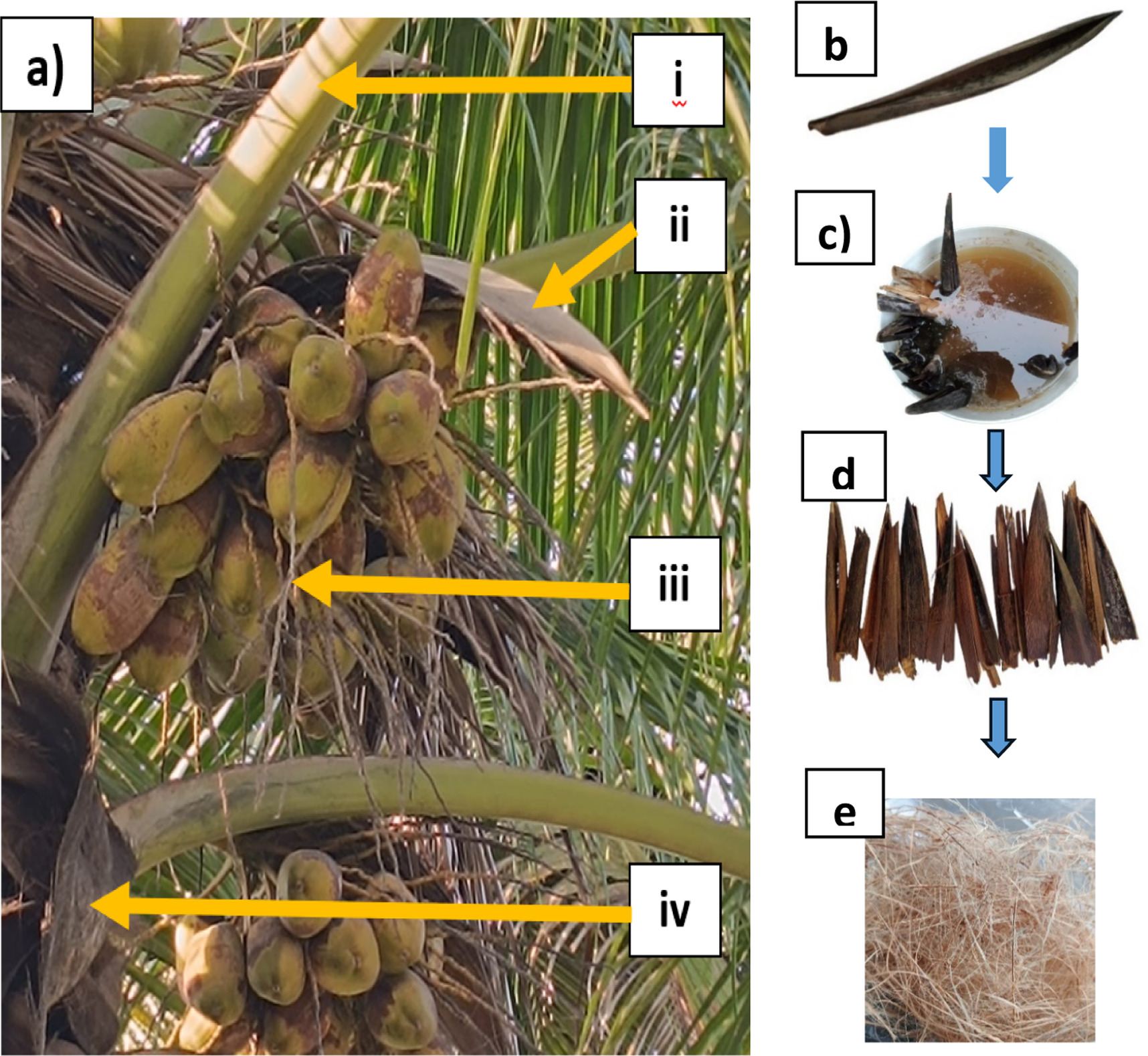 Comprehensive characterization of spathe fibres extracted from Cocos ...