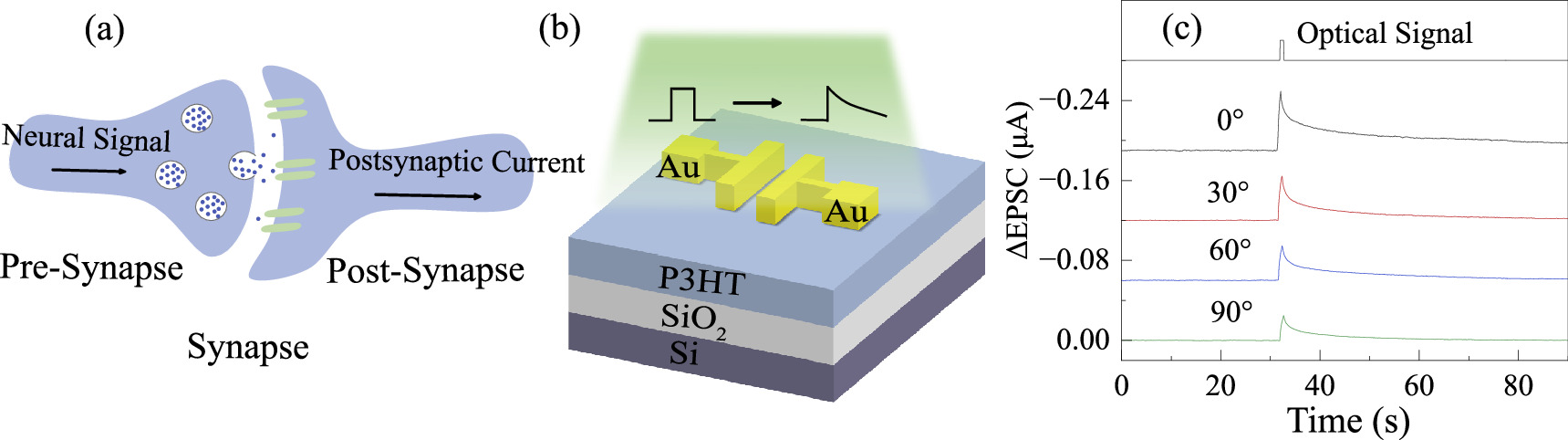 Photoelectronic synaptic transistors with tuneable synaptic plasticity ...