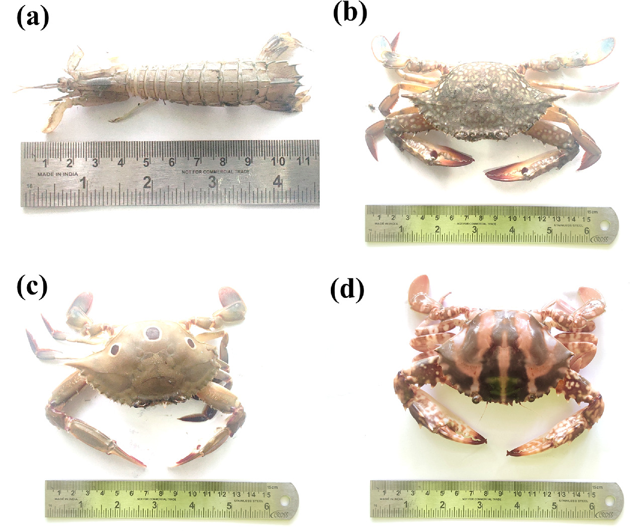 A comparative analysis of crustacean exoskeletons: structural, microstructural, morphological ...
