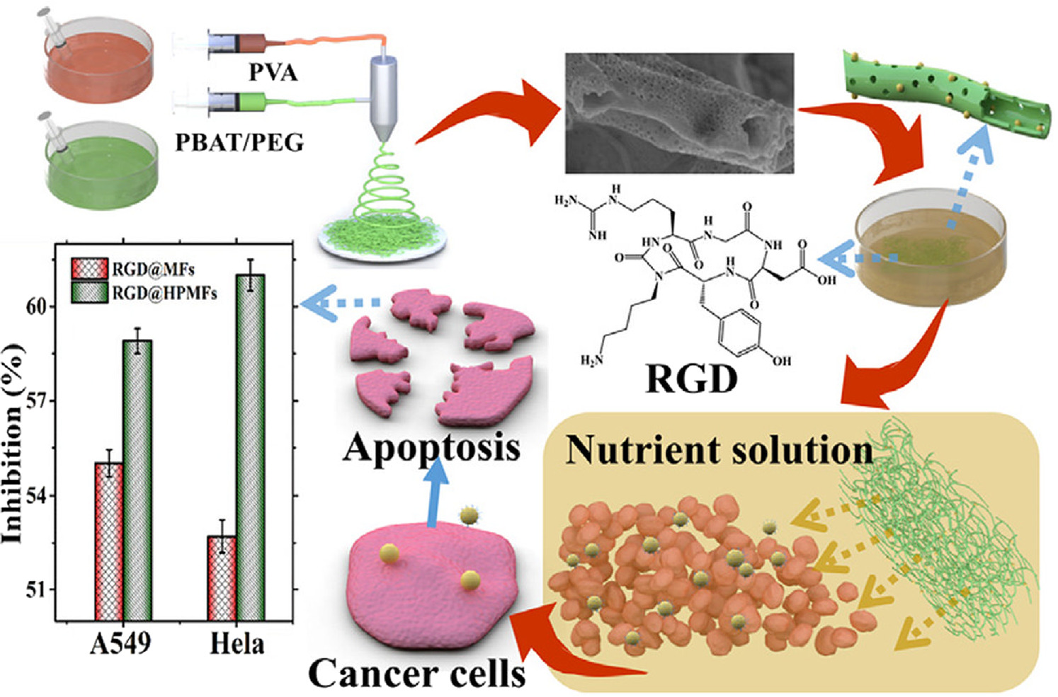 Poly (butylene adipate-co-terephthalate) (PBAT) in biomedical ...