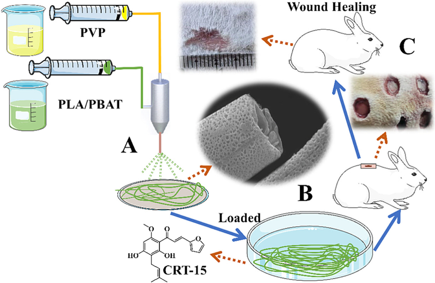 Poly (butylene adipate-co-terephthalate) (PBAT) in biomedical ...