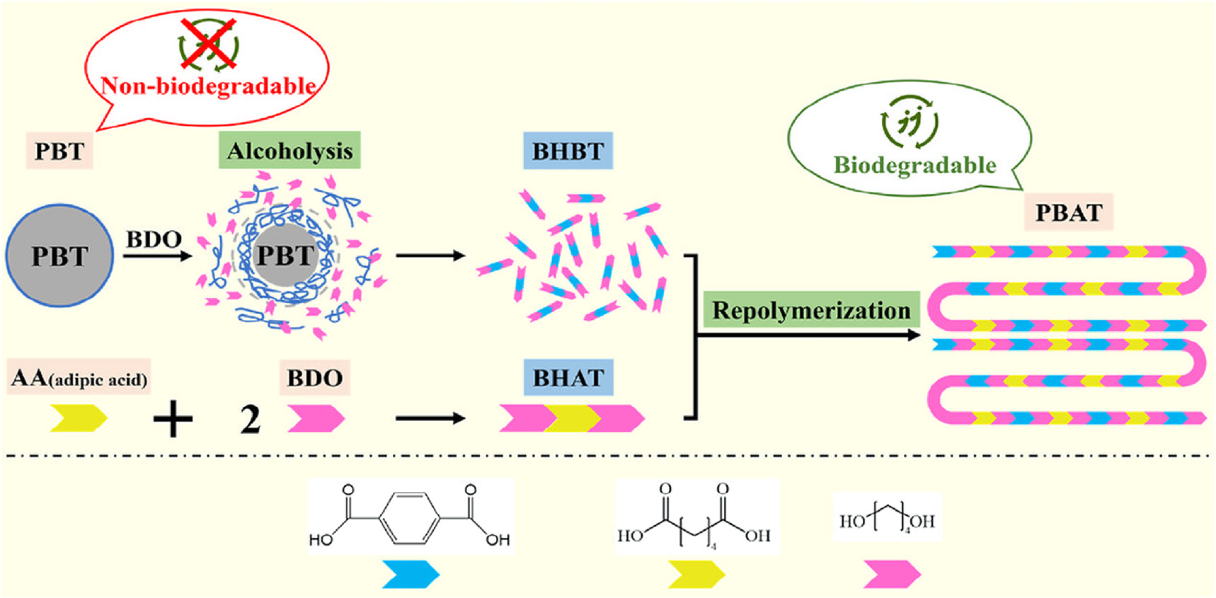 Poly (butylene adipate-co-terephthalate) (PBAT) in biomedical ...