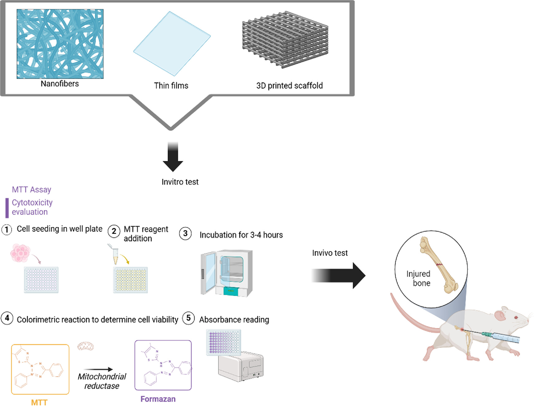 Poly (butylene adipate-co-terephthalate) (PBAT) in biomedical ...