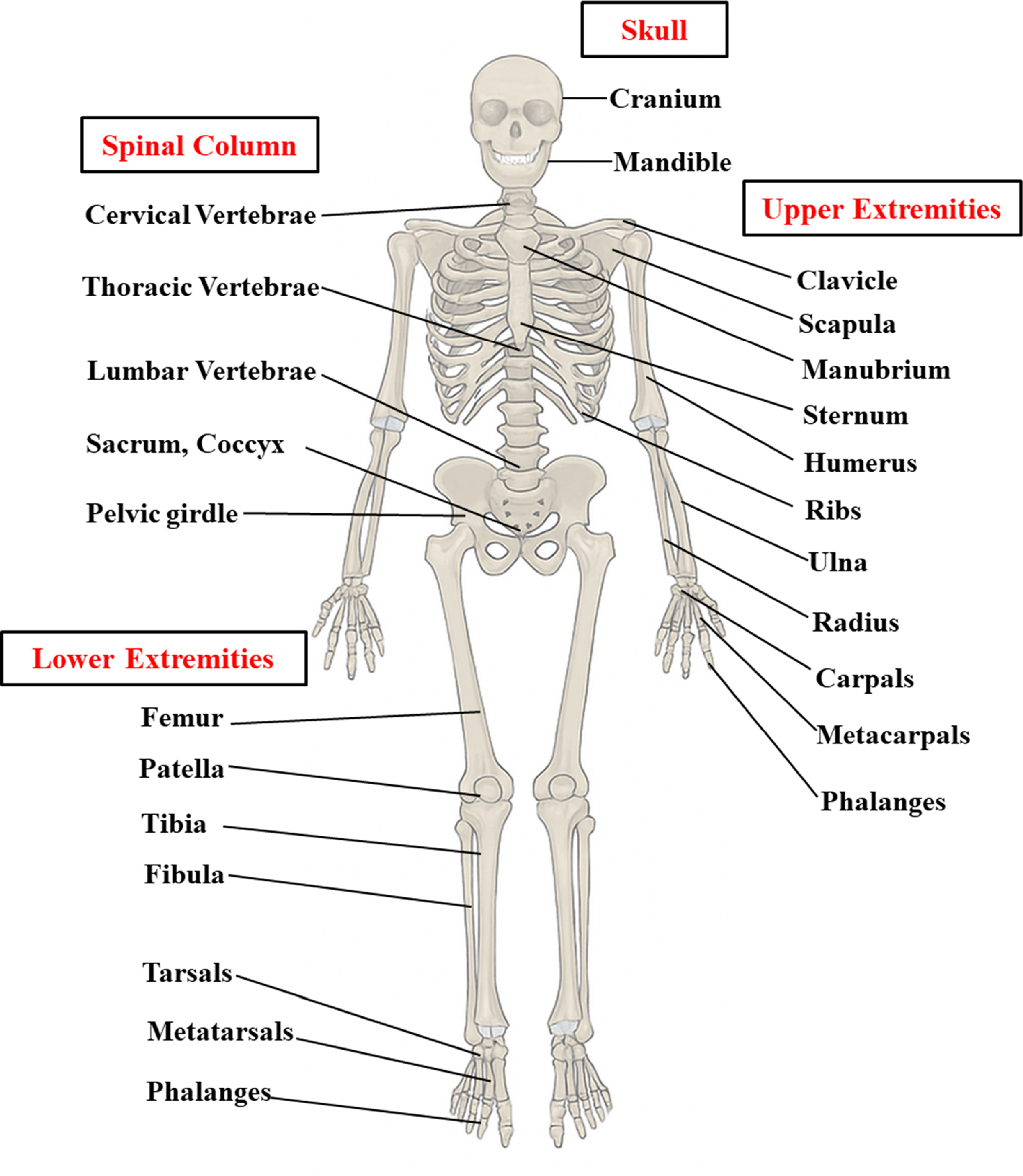 Mechanical properties of whole-body human bones: a review - IOPscience